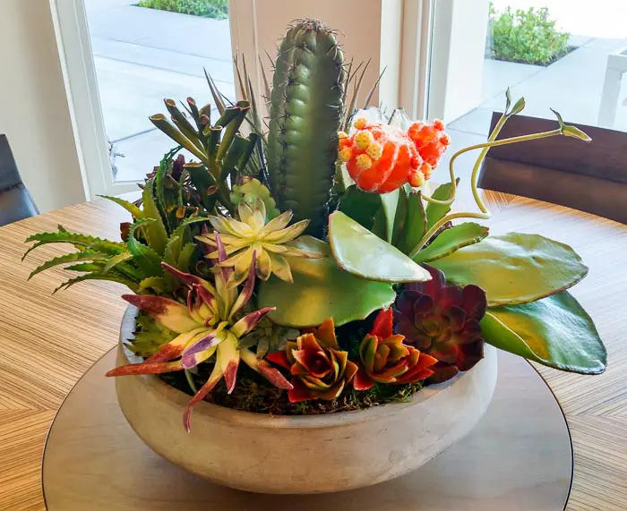 Corona Indoor Plant Services | INSIDE PLANTS