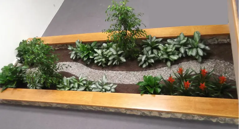 Temecula Indoor Plant Service | Inside Plants